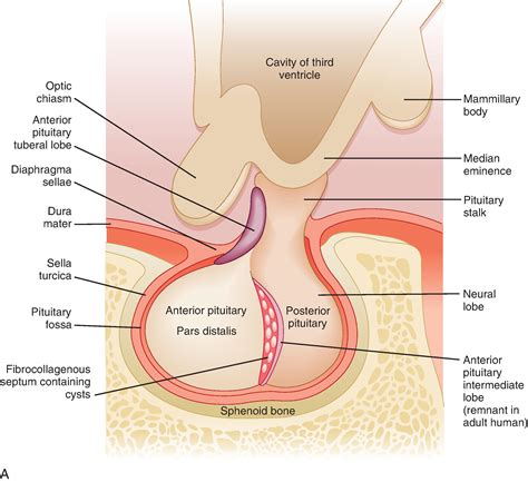 Anatomy Of The Pituitary Gland