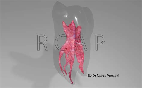 The Root Canal Anatomy Project 2020