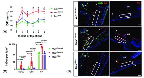 Pba Prevents Dex Induced Iop Elevation And Abnormal Ecm Deposition In