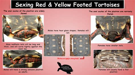 Sexing Your Red Or Yellow Footed Tortoise