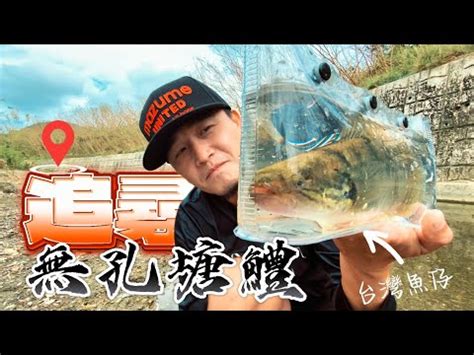 只要邏輯對就能找到牠的家目前唯一讓路玩買魚缸的台灣魚仔 台灣原生種 無孔塘鱧 fidelity YouTube