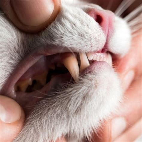 Pet Dentistry In Omaha Ne 68112 Florence Animal Hospital