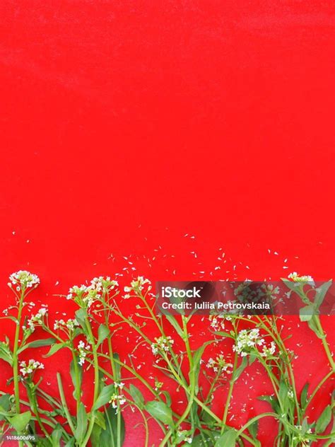 목자의 꽃은 빨간 배경에 지갑을 지갑 텍스트 공간을 복사합니다 휴일 카드 빨간색 배경 하얀 목자 지갑 Capsella Bursapastoris 겨자 가족