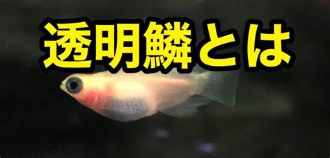 メダカの透明鱗を画像で解説 めだかやベース
