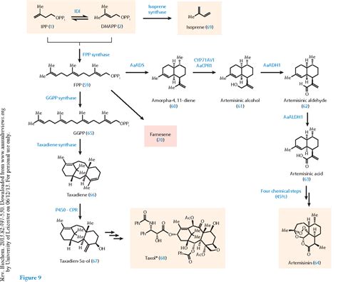 Figure 9 From Methylerythritol Phosphate Pathway Of Isoprenoid