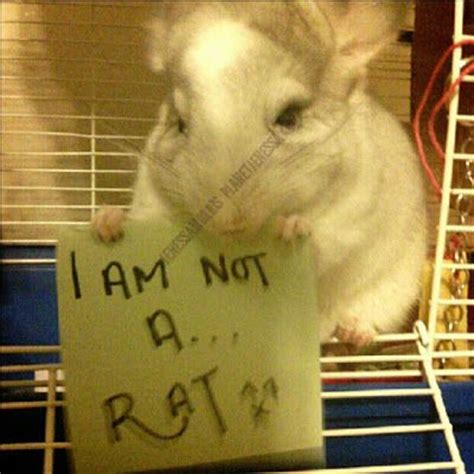 Best Chinchilla Heaven Images On Pinterest