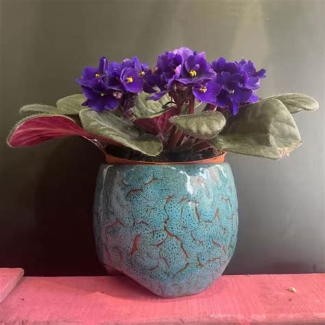 Violeta Morada Florquimia