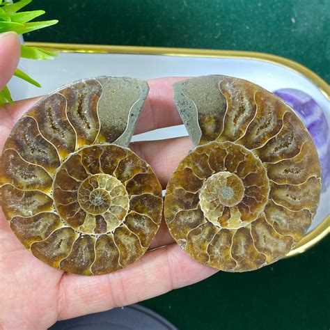 Natural Raw Ammonite Fossil Rainbow Ammonite Fossil Slice A Pair