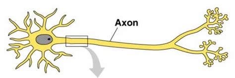 Neuronfunction