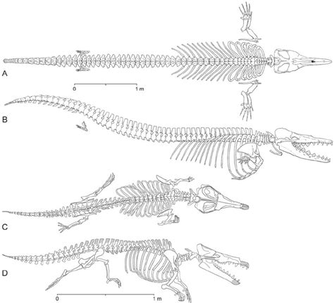 Skeletons Of The Eocene Archaeocete Whales Dorudon Atrox And Maiacetus