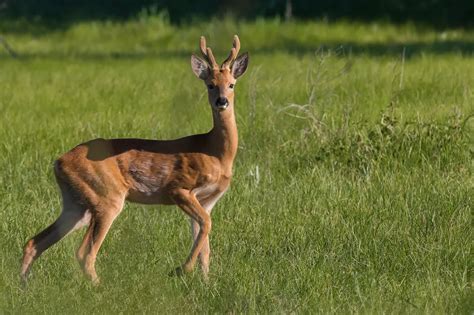 Roe Deer Object Detection Dataset By Wildlife