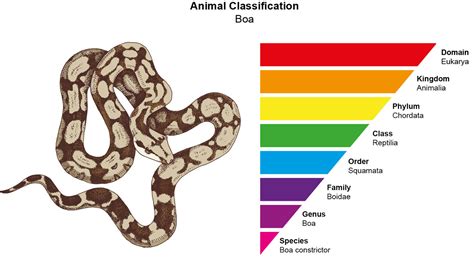 Scientific Classification Of Animals Animal Corner