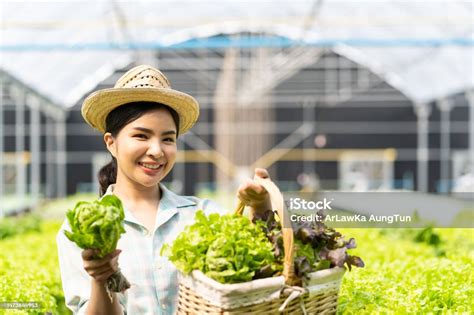 농부 채소밭 주인 젊은 아시아 친절한 여자 미소와 야채 샐러드 농장 보육원에서 생산된 유기농 신선한 수경 야채 온실 농업 사업