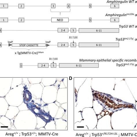 Mammary Specific Expression Of Mutant Trp53 In An Amphiregulin Knockout Download Scientific