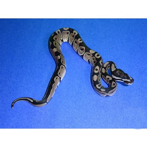 Axanthic Spider Ball Python