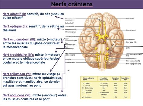 Anate Nerfs Craniens Diagram Quizlet