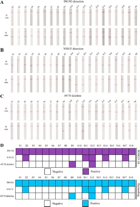 detection of sars cov 2 variants using rt cords a d614g detection of
