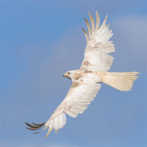 Leucistic Red Kite Wales R Natureporn