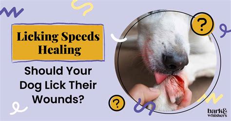 Should You Let A Dog Lick Your Wounds