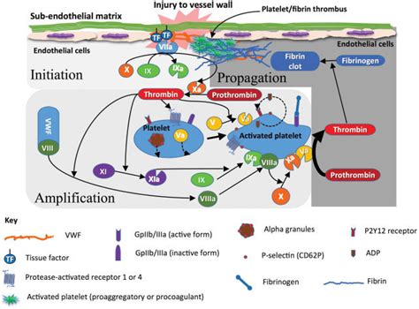 The Cell Based Model Of Coagulation And The Concepts Of Initiation Download Scientific Diagram