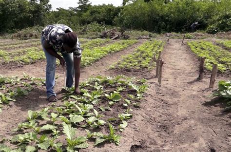 A Woman In Mans Universe Of Crop Production AGRIBUSINESS TV