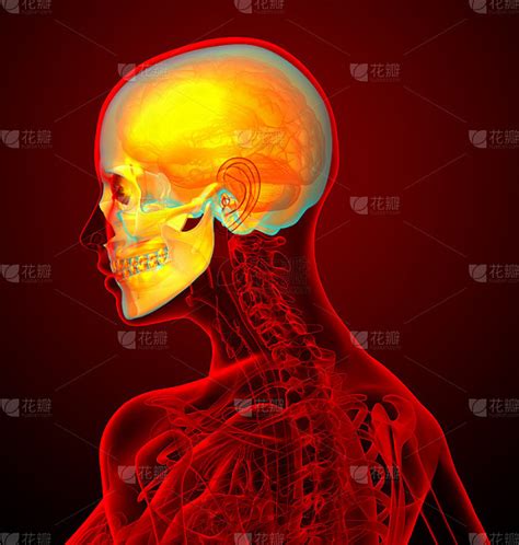 3d渲染医学插图的人类的suld