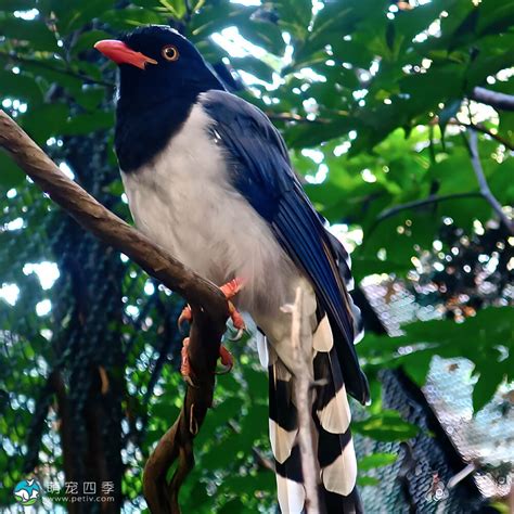 Blue Magpie Red Billed Blue Magpie