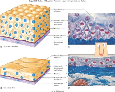 Transitional Epithelium Labeled Basement Membrane