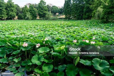 여름 정원의 물 표면에 만개하고 녹색 잎이 있는 많은 선명한 분홍색과 흰색 백합 꽃은 부드러운 초점으로 촬영한 아름다운 야외 꽃 배경입니다 0명에 대한 스톡 사진 및 기타