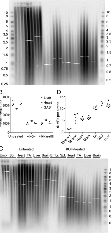 The Rnmp Content Of Mtdna Varies Across Tissues A Dna Isolated From