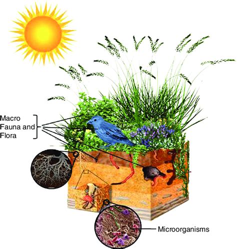1 Healthy Soil Ecosystem With Organisms Living Within And Above The
