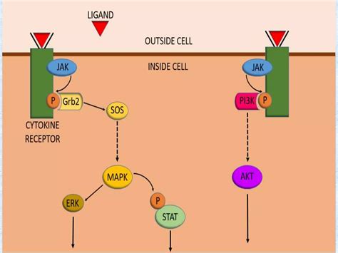 Signal Transduction In Cancer Pptx