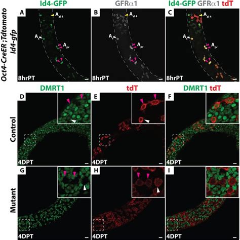 The Biology Of Spermatogenesis In The Rat A Schematic Drawing Of The