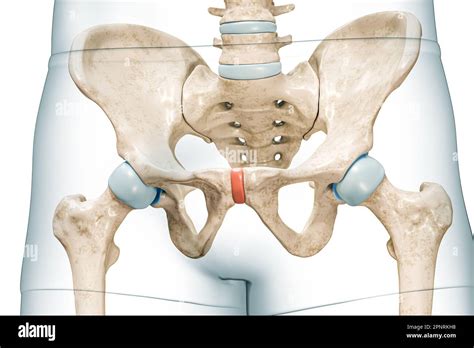 Medical Illustration Of Human Pelvic Bone Anatomy Symphysis Three