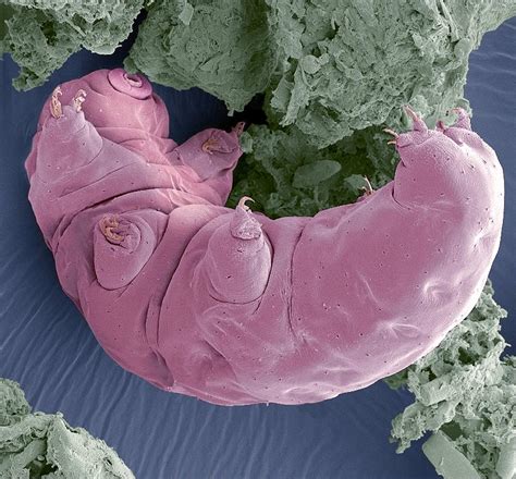 Tardigrade Sem Photograph By Steve Gschmeissner Fine Art America