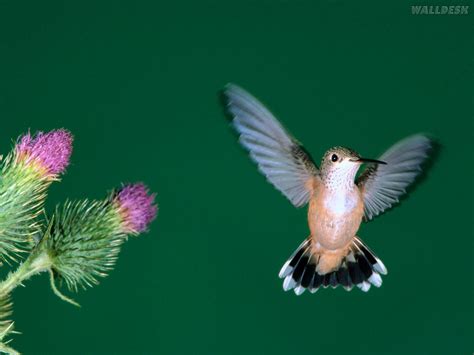 🔥 50 Hummingbird Screensavers And Wallpapers Wallpapersafari