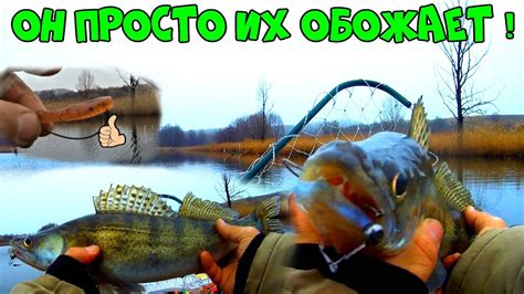 ЭТА ПРИМАНКА ПРОСТО УНИЧТОЖАЕТ СУДАКА ,ЭТА ПРИМАНКА ПРОВОЦИРУЕТ СУДАКА ...