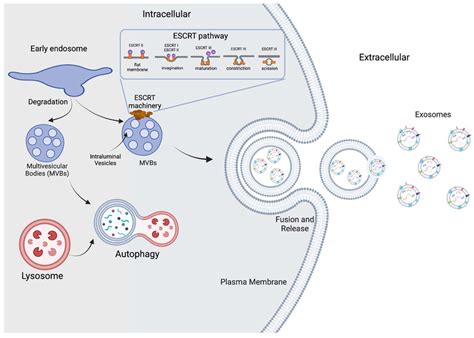 Exosome Biogenesis Small Extracellular Vesicles Are Formed Inside Download Scientific Diagram