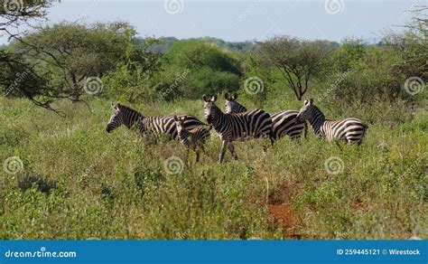 Group Of Wild Zebras Running Around On A Rural Safari Field Stock Image