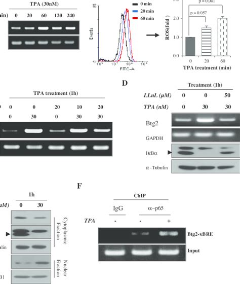 Tpa Regulates Btg2 Expression Via Rosnfκb Cascade In Hl 60 Cells A