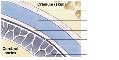 Diagram Anatomie Zenuwstelsel Schedel Quizlet