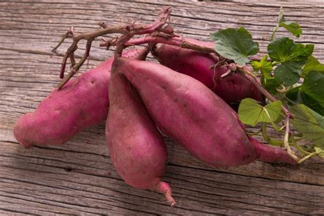 Fartura é a palavra de ordem saiba como plantar e colher batata doce