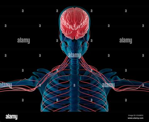 Cerebro Humano Y Sistema Nervioso En Rojo Brillante Dentro Del Cuerpo