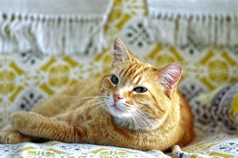 Dilute Tortie Cat Traits And Personality Overview Cat Care And