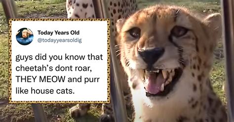Cheetahs Dont Roar They Meow — A Twitter Thread