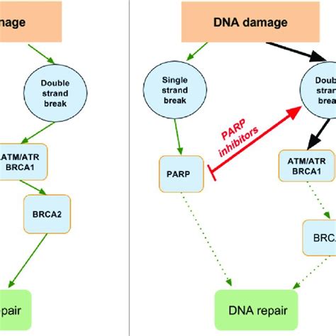 Dna Damage Repair And Synthetic Lethality Single Strand Breaks Need