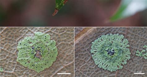 나뭇잎 서식 열대 지의류 제주 이어 가거도서 발견