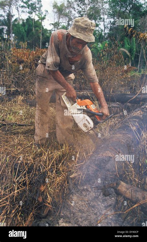 Tropical Rainforest Slash And Burn Cultivation By Local Settler
