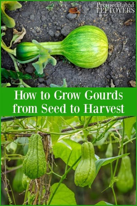 Thinking About Growing Your Own Gourds This Guide On How To Grow