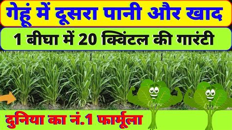 गेंहू में दूसरा पानी और खाद 1 बीघा में 20 क्विंटल पैदावार की गारंटी